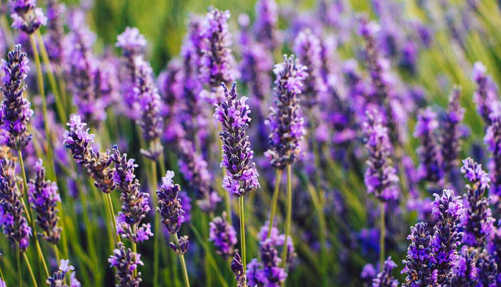 Los sorprendentes beneficios del té de 12 flores que debes conocer ...