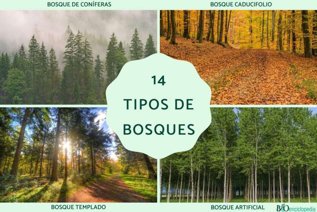 ¿Cuántos tipos de bosques templados se distinguen en el mundo? - Diario ...